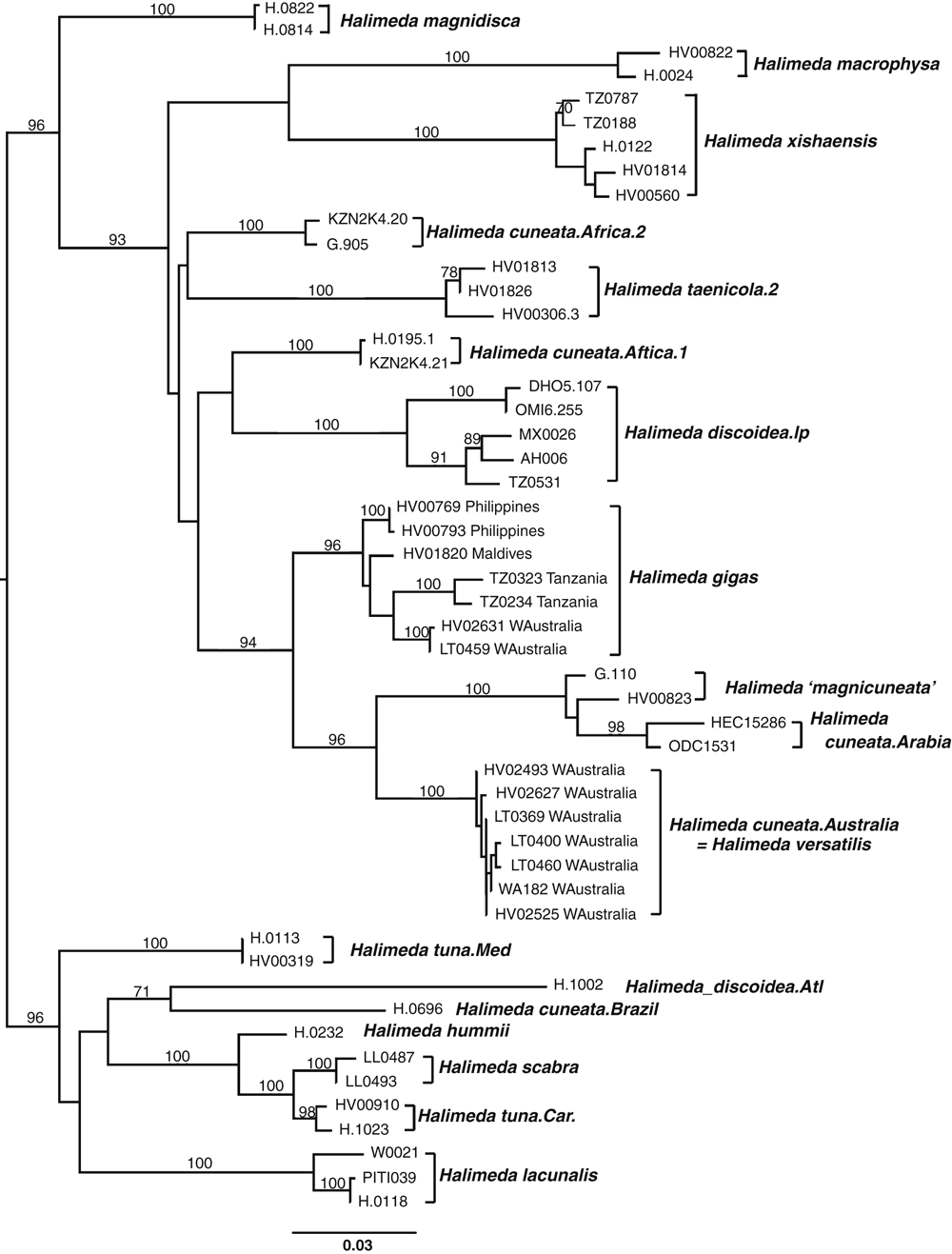 Taxonomic revision of Halimeda (Bryopsidales, Chlorophyta) in south ...