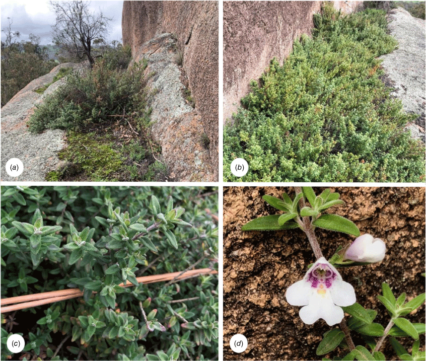 Molecular and morphological analyses support recognition of ...
