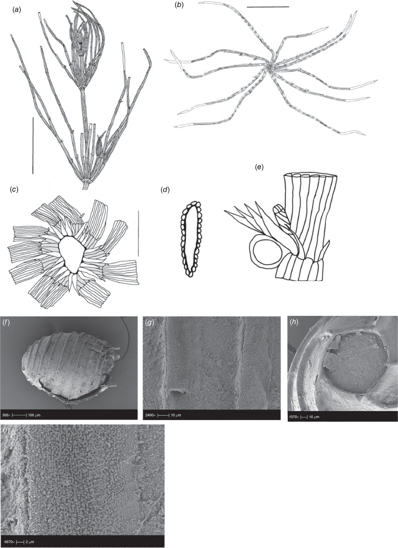 Charophytes of Australia’s Northern Territory – I. Tribe Chareae