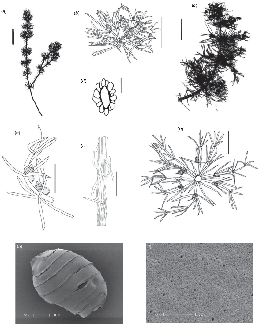 Charophytes of Australia’s Northern Territory – I. Tribe Chareae