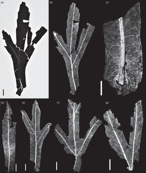 Leaf fossils show a 40-million-year history for the Australian tropical ...