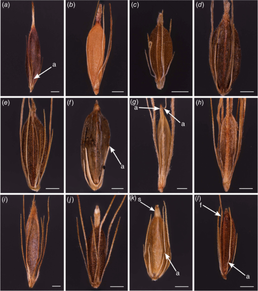 A taxonomic review of the austral genera Asterochaete and Carpha ...