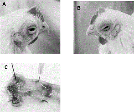Mild Infectious Laryngotracheitis in Broilers in the Southeast