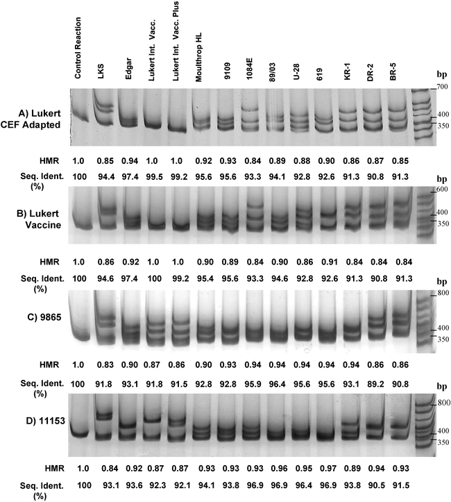 Heteroduplex Mobility Assay for Genotyping Infectious Bursal Disease Virus