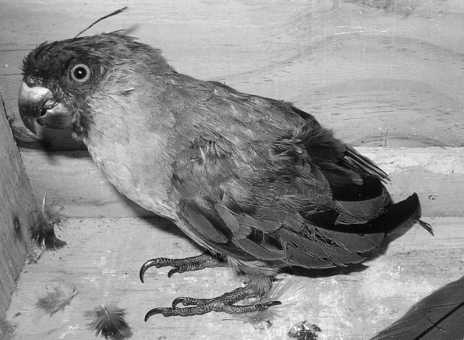 Psittacine Circovirus Infection in Parakeets of the Genus Eunymphicus ...