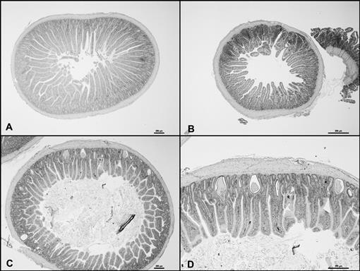 Reovirus Infections in Young Broiler Chickens