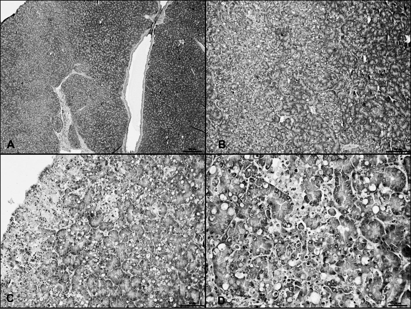 Reovirus Infections in Young Broiler Chickens