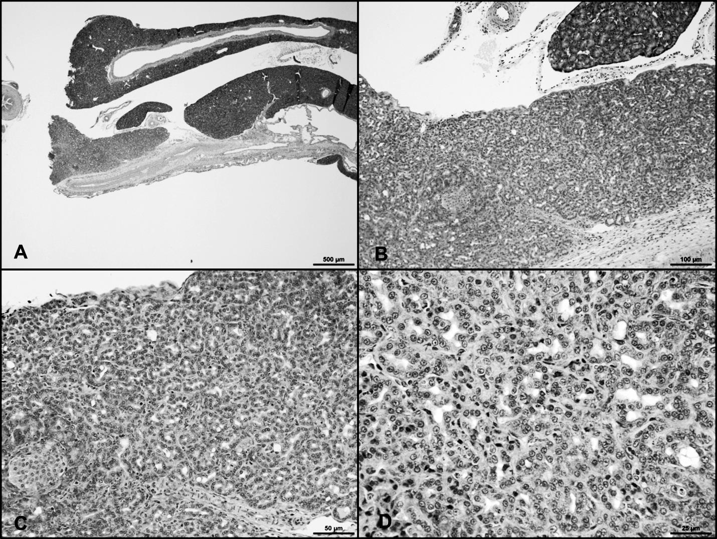 Reovirus Infections in Young Broiler Chickens