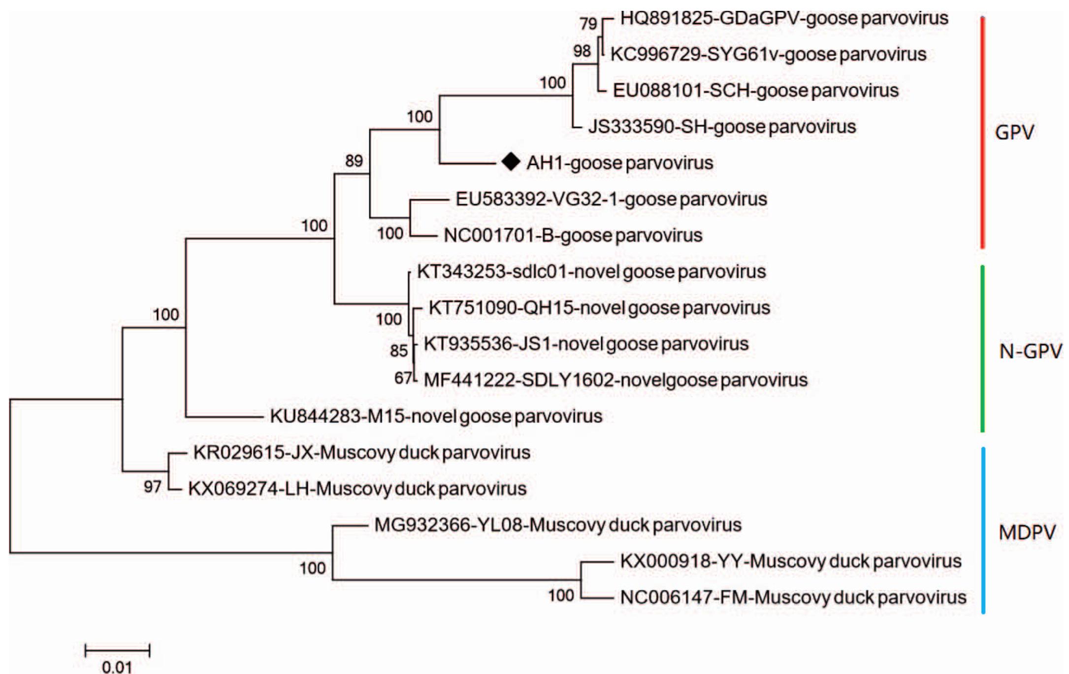 Clinical and Histologic Characterization of Co-infection with ...