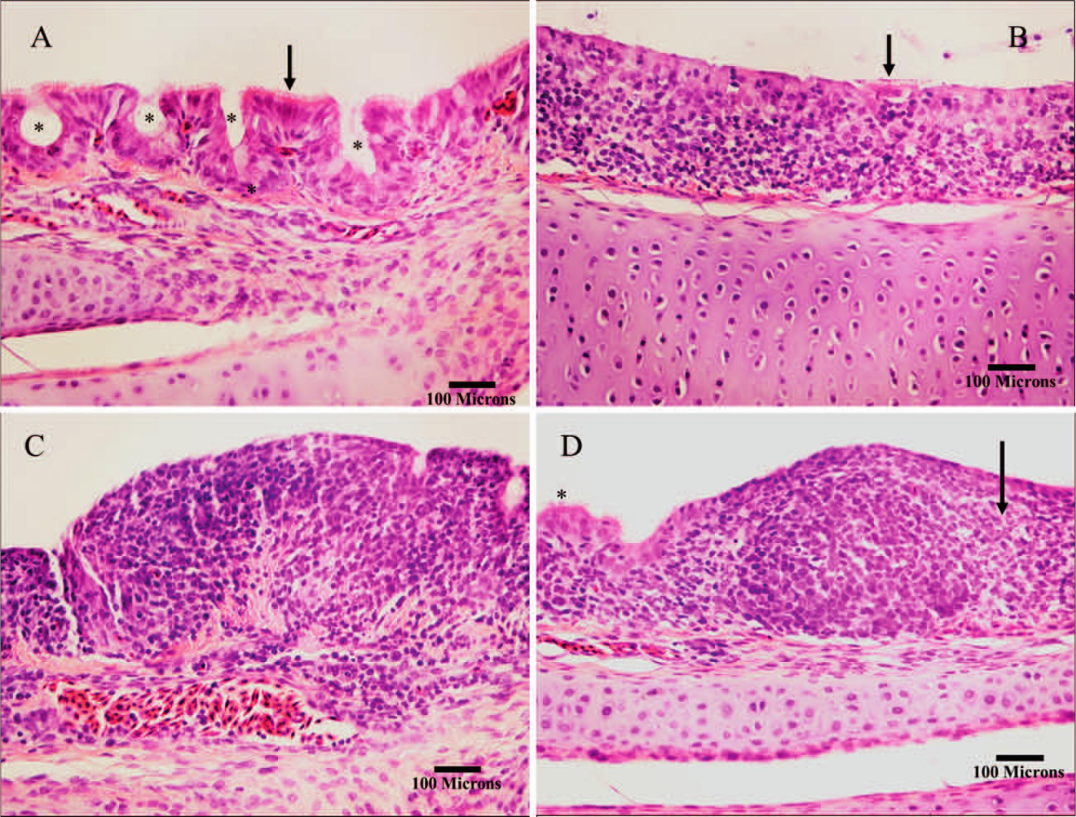 Histopathologic Lesion Scoring and Histomorphometric Methods for ...