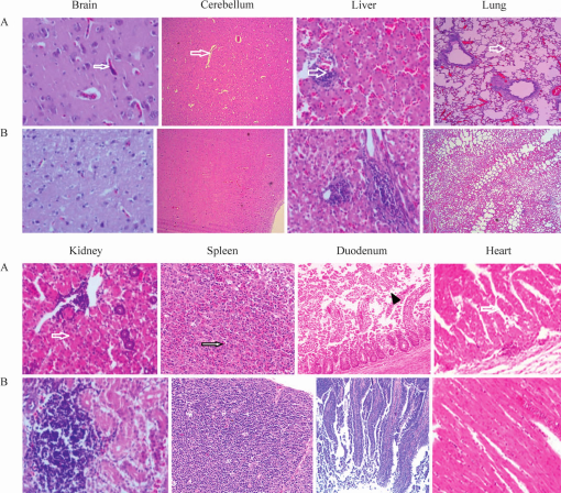 Molecular Identification and Pathogenicity of Novel Duck-Origin Goose ...