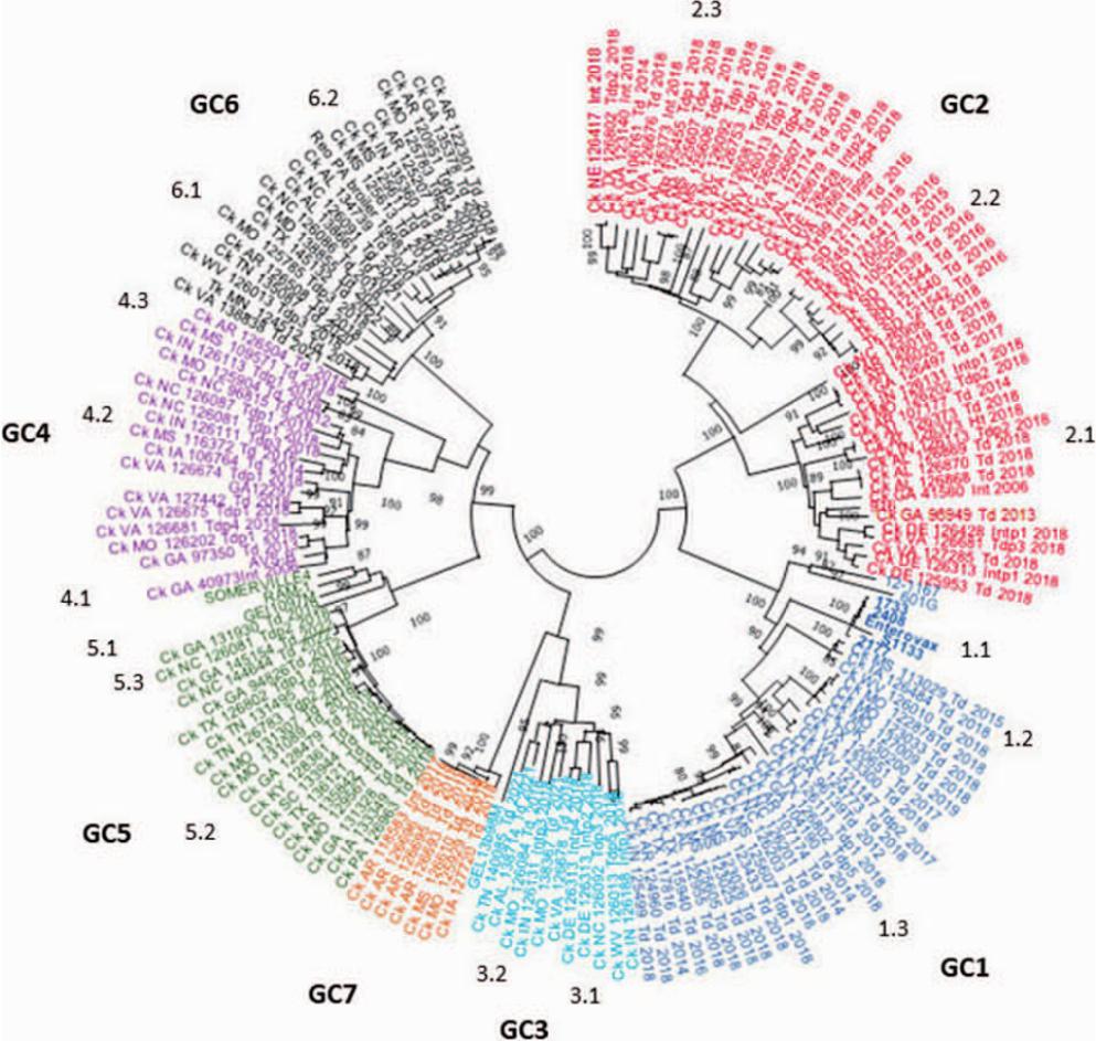 Avian Reoviruses from Clinical Cases of Tenosynovitis: An Overview of ...