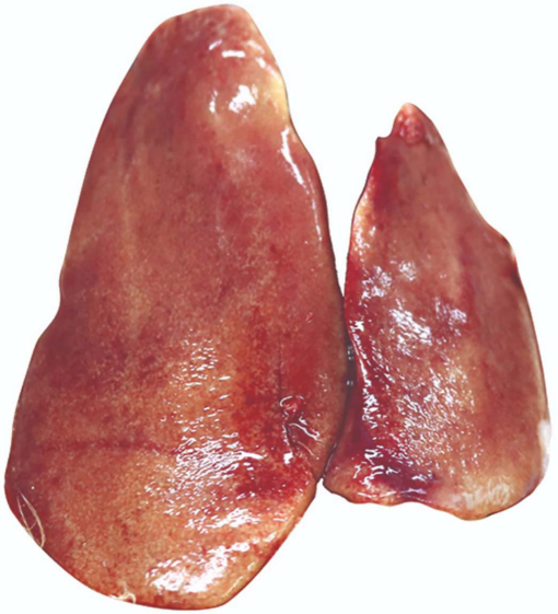 Diagnosis of Inclusion Body Hepatitis in Chickens by Impression Smear ...