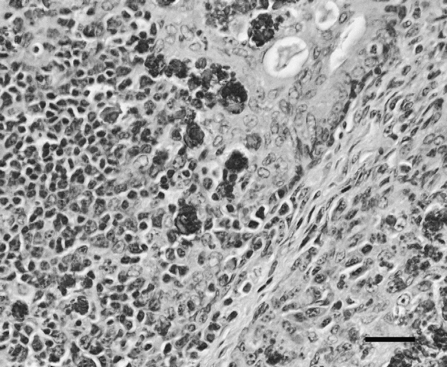 Circovirus Infection of Nonpsittacine Birds