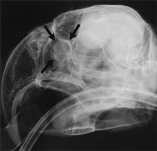 Magnetic Resonance Imaging in Psittacine Birds with Chronic Sinusitis