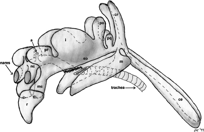 Magnetic Resonance Imaging in Psittacine Birds with Chronic Sinusitis