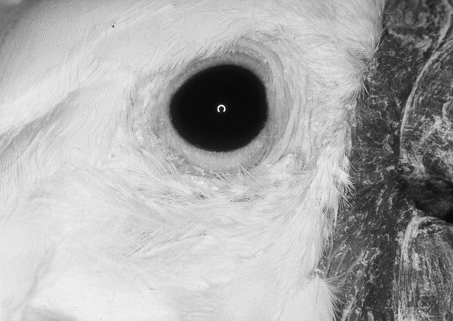 Infraorbital Cyst in a White Cockatoo (Cacatua alba)