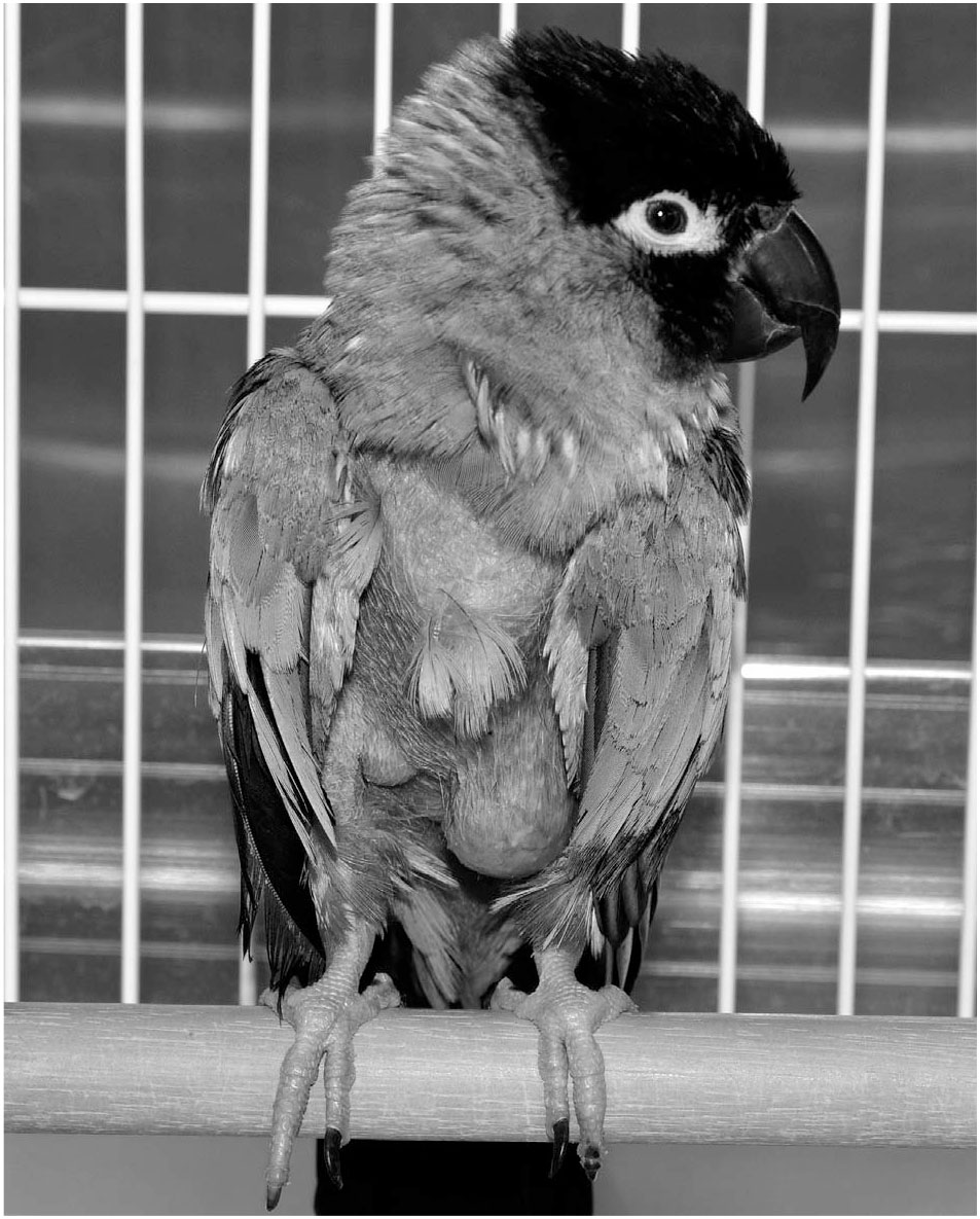 Lateral Body Wall Herniation Involving the Oviduct in Two Psittacine Birds