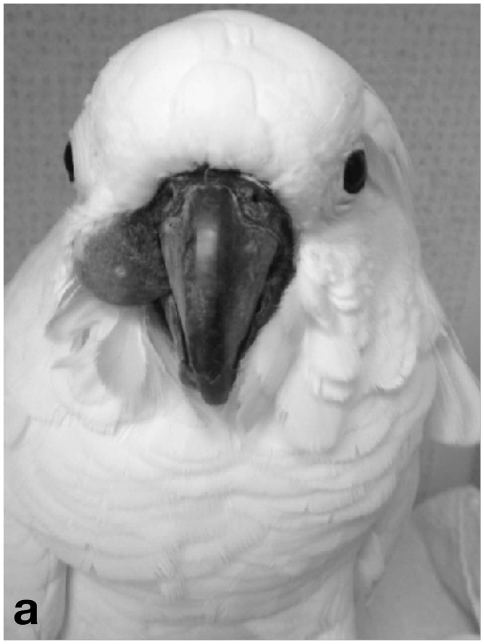 Infraorbital Keratin Cyst in an Umbrella Cockatoo (Cacatua alba)