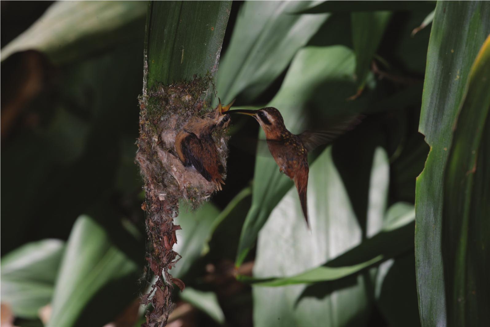 New breeding information on Brazilian birds. 3: Nyctibiidae ...