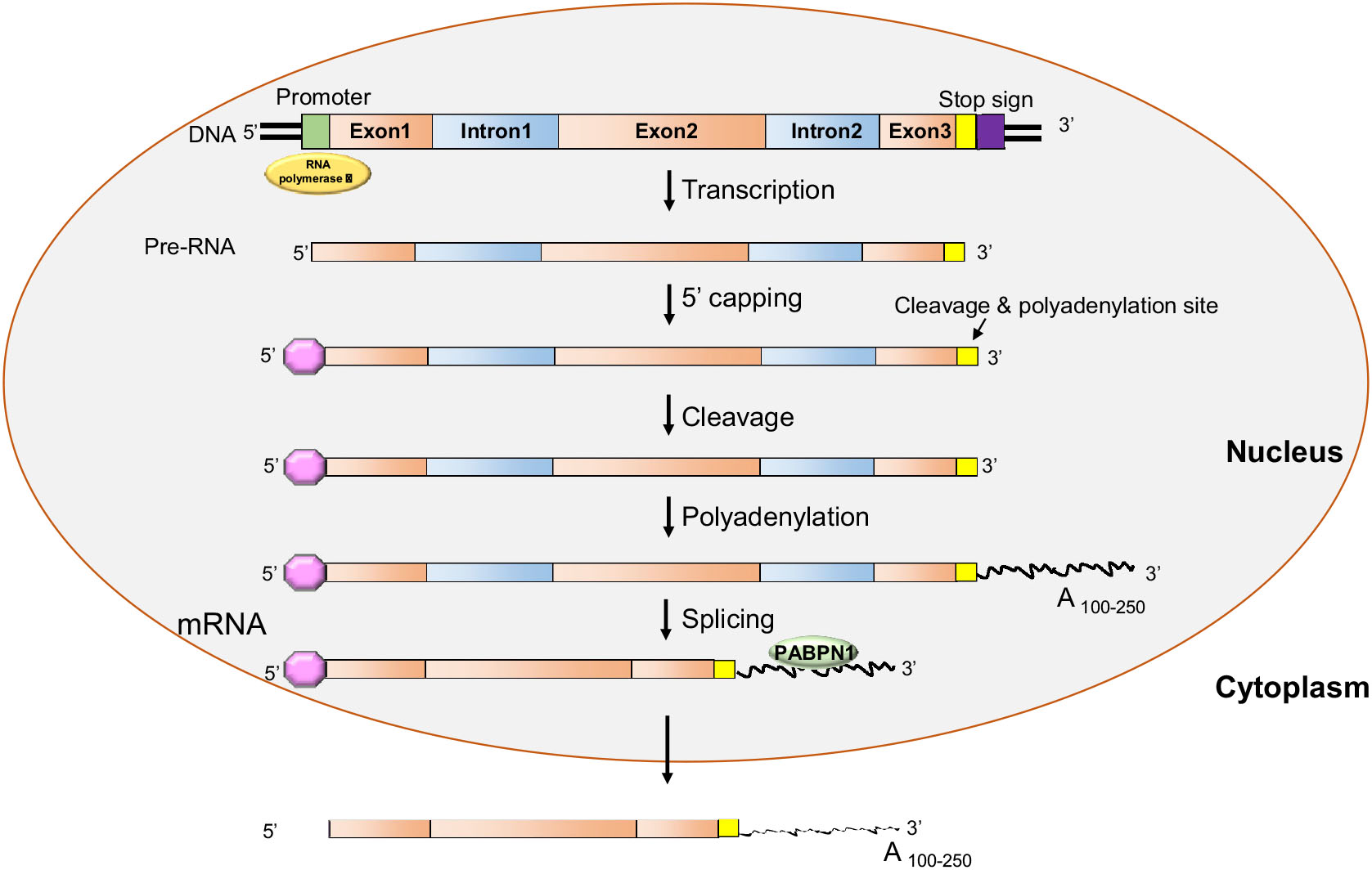 Translational activation of maternally derived mRNAs in oocytes and ...