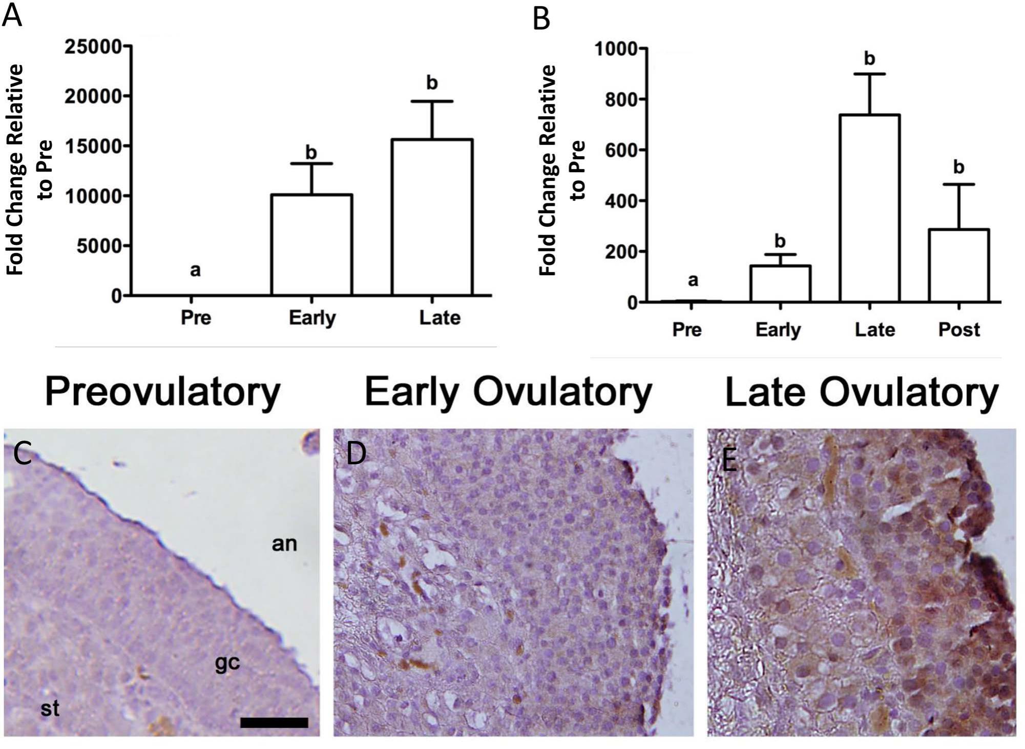 Neurotensin: a neuropeptide induced by hCG in the human and rat ovary ...