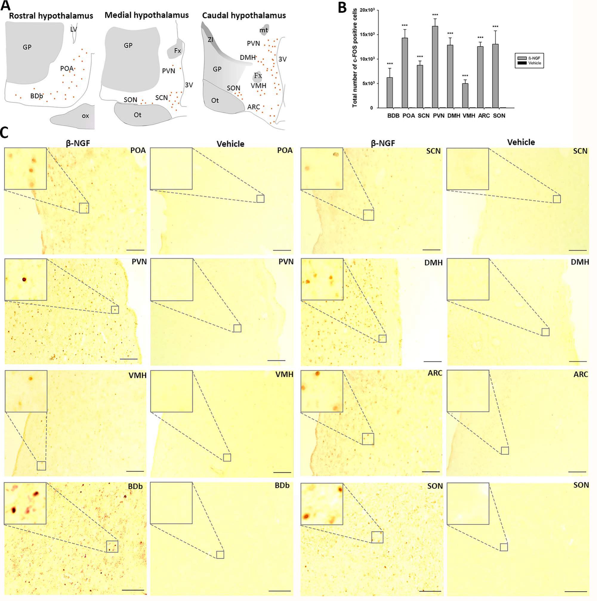 Induced-ovulation in female dromedary camel involves kisspeptin neuron ...