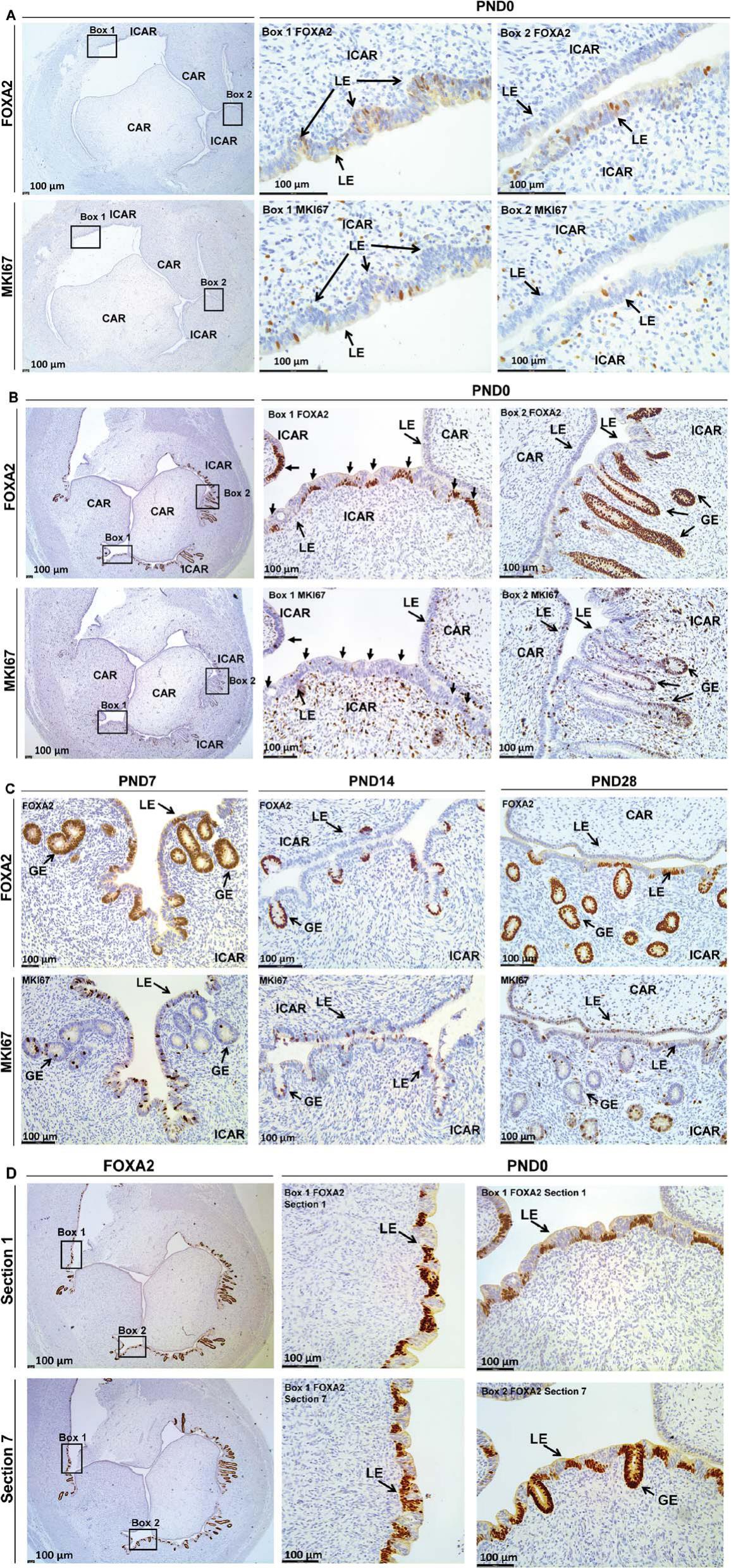 Uterine glands originate from islands of FOXA2-positive luminal ...