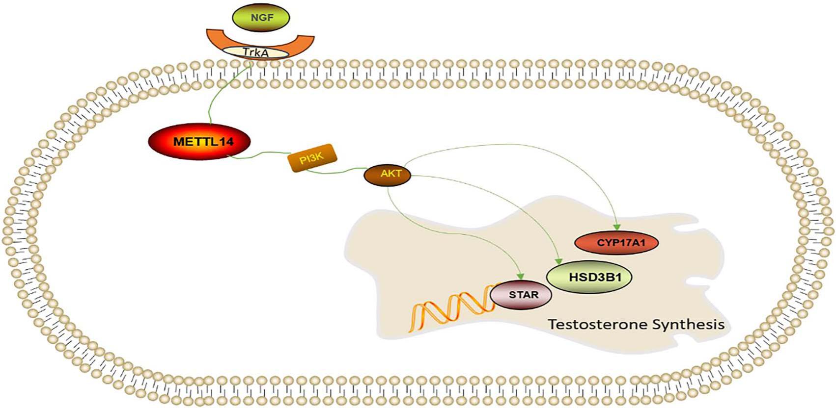 METTL14 mediates nerve growth factor-stimulated testosterone synthesis ...