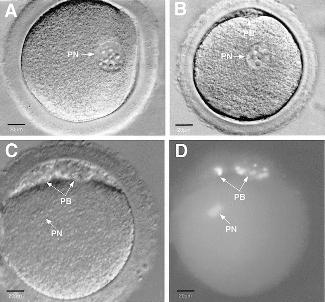 Parthenogenetic Activation of Rhesus Monkey Oocytes and Reconstructed ...