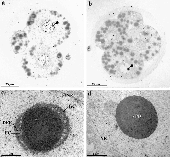 Expression of Nucleolar-Related Proteins in Porcine Preimplantation ...