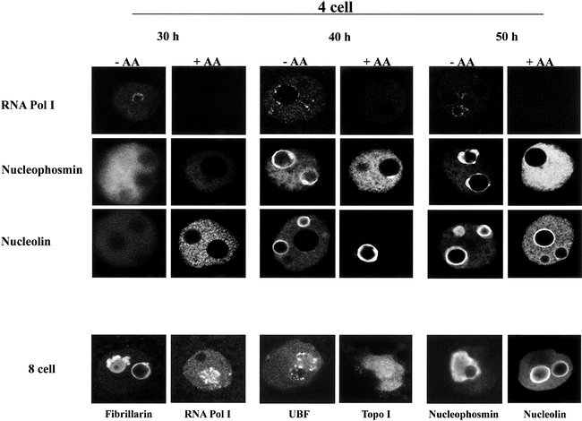 Expression of Nucleolar-Related Proteins in Porcine Preimplantation ...