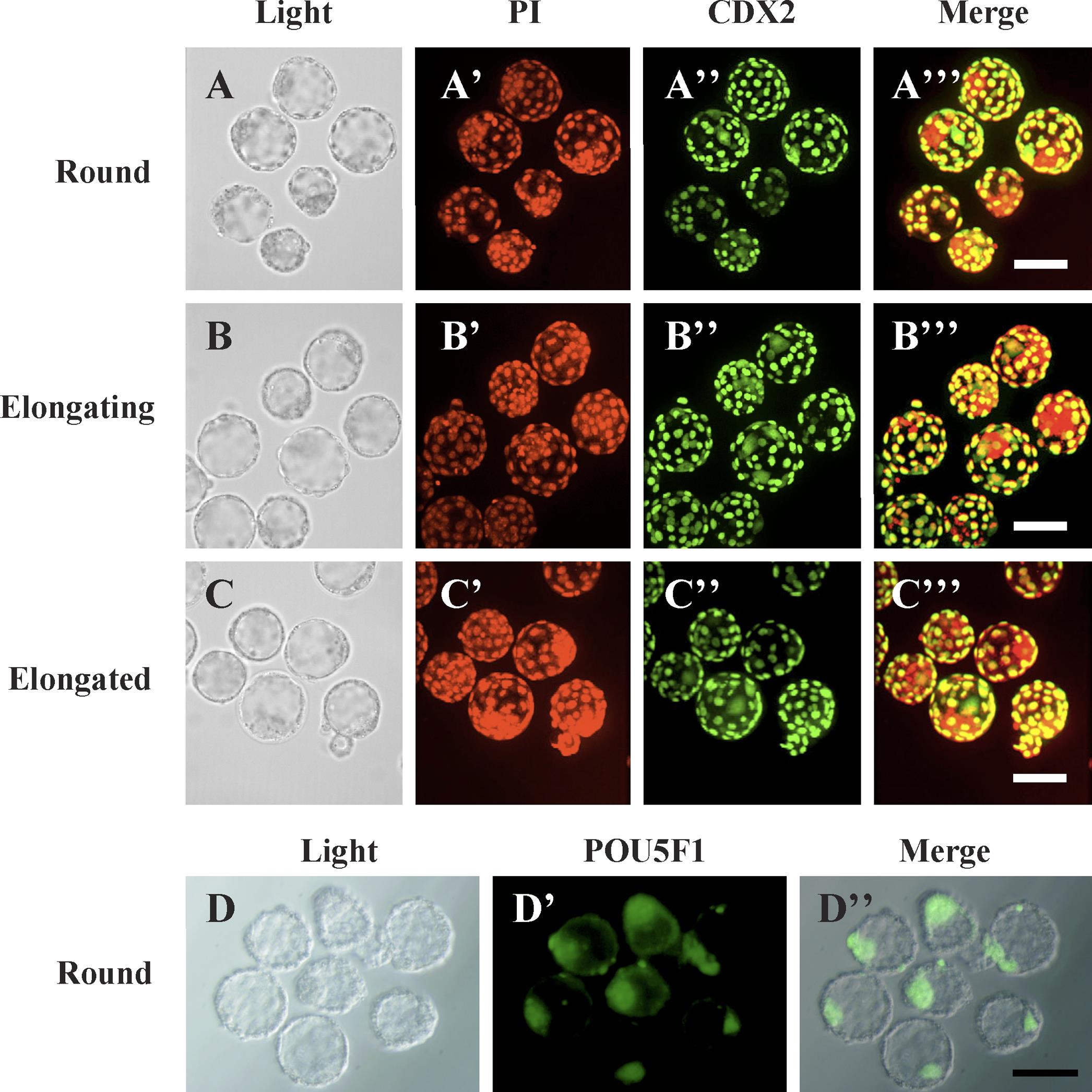 Functional Analysis of Male Mouse Haploid Germ Cells of Various ...