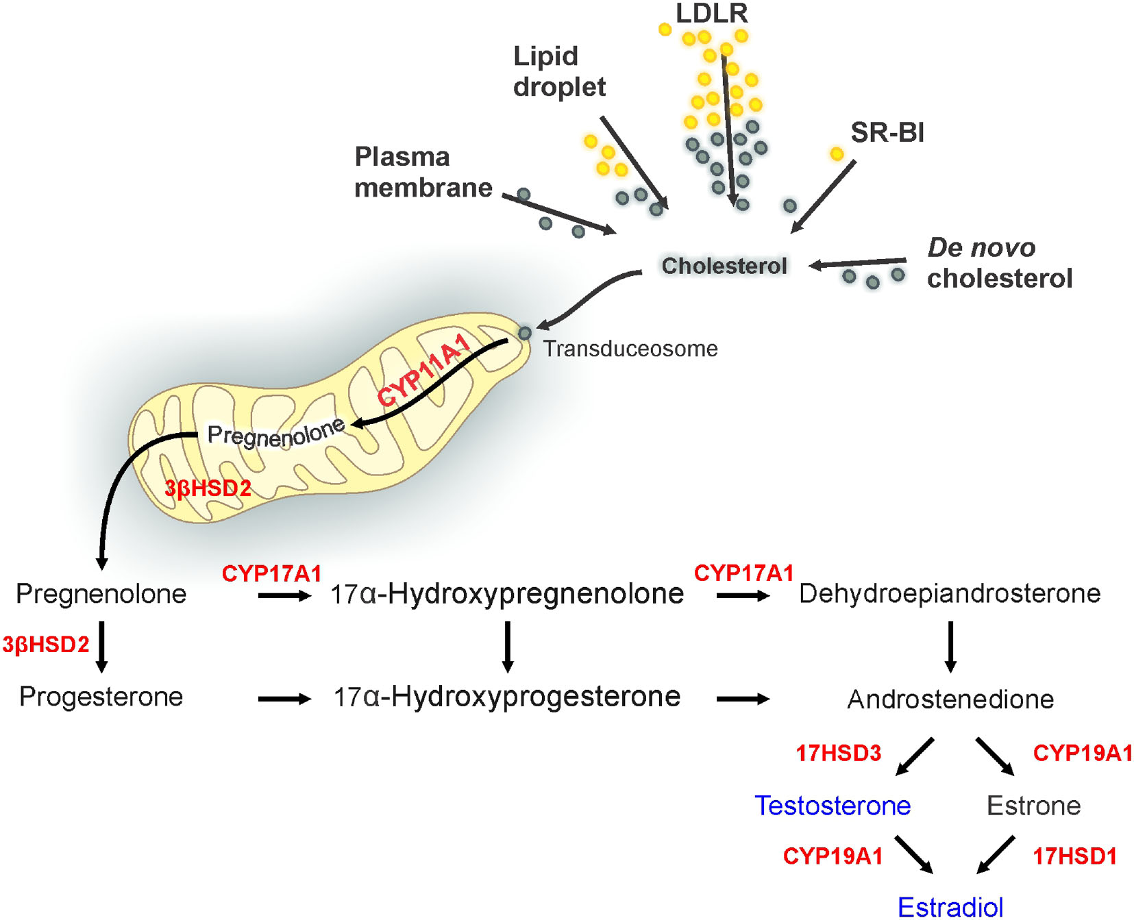 Leydig cells: formation, function, and regulation†