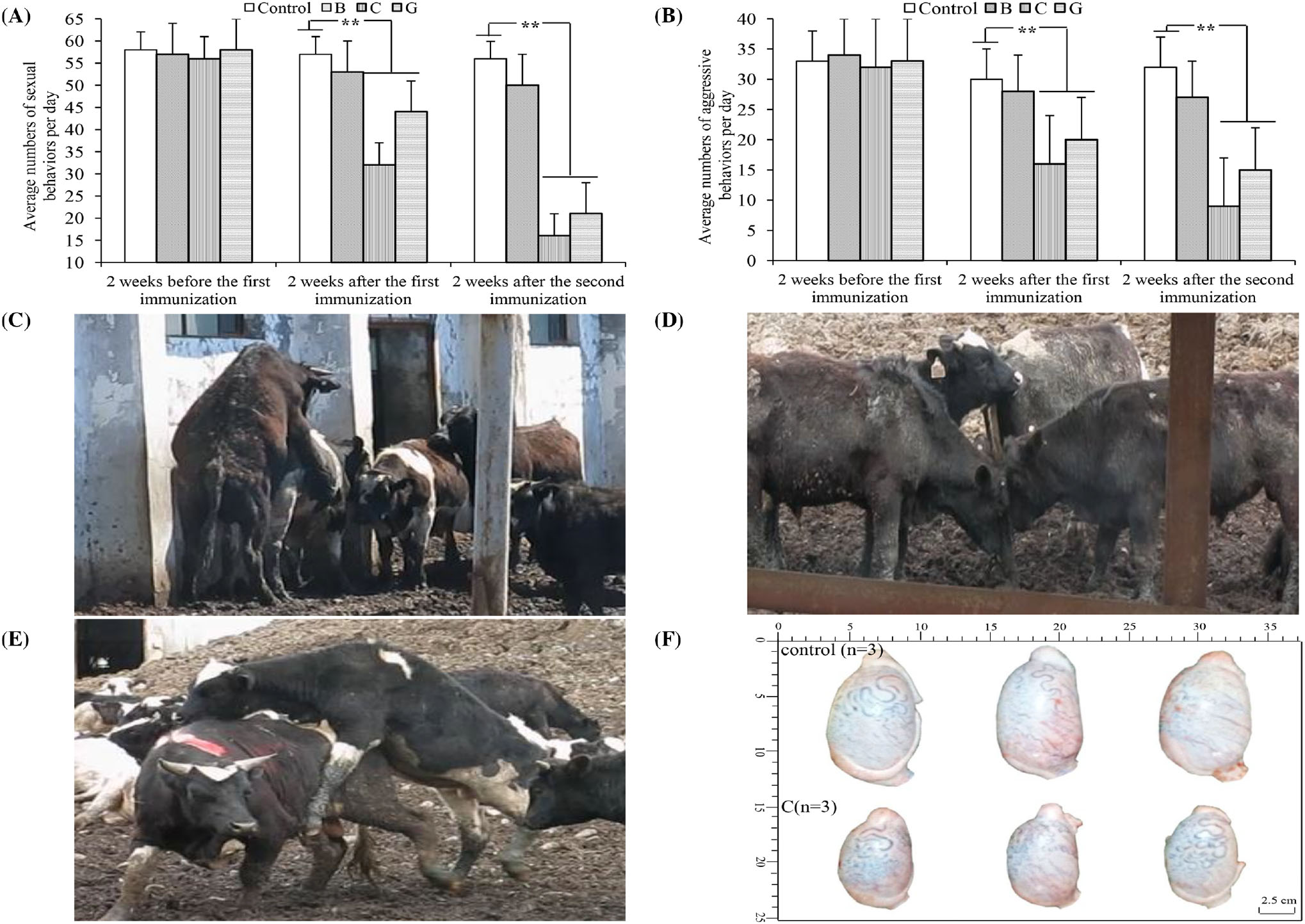 Effects of active immunization with newly modified GnRH peptides on ...