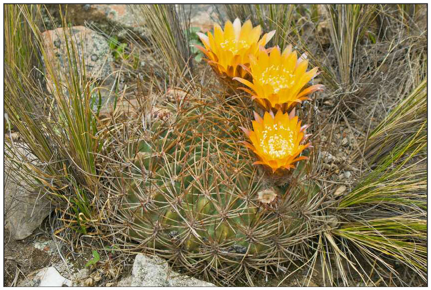 Lobivia minutiflora: a cryptic species finally recognised