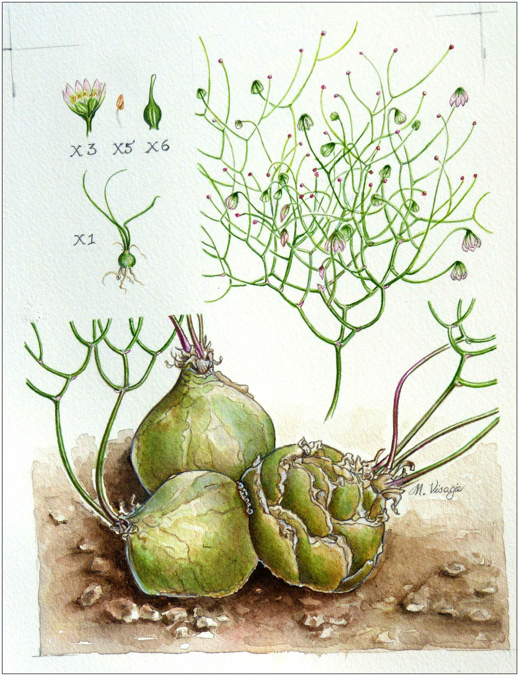 Drimia intricata var. visagieae (Hyacinthaceae), a new cliffdwelling ...