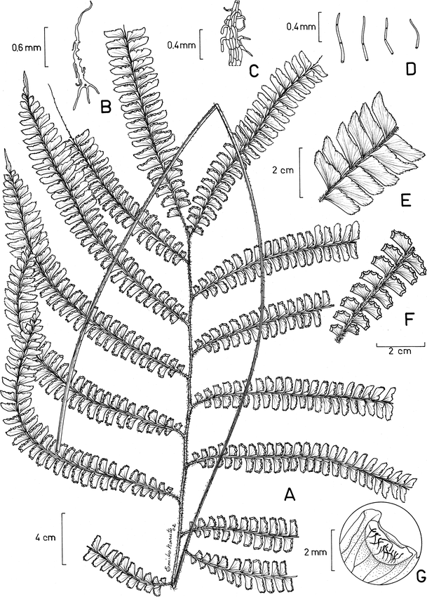 New species in Adiantum and Pteris (Pteridaceae) from the Andes