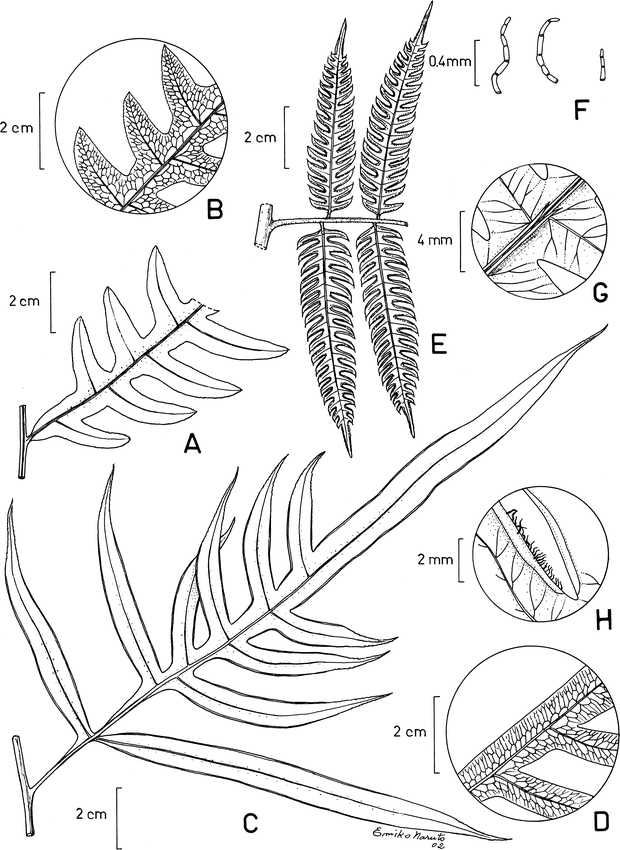 New species in Adiantum and Pteris (Pteridaceae) from the Andes
