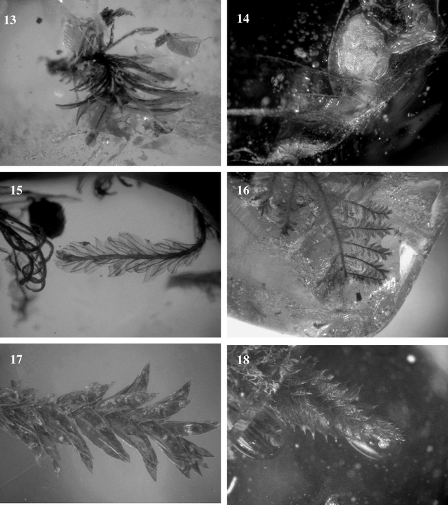 A New Contribution to the Moss Flora of Dominican Amber