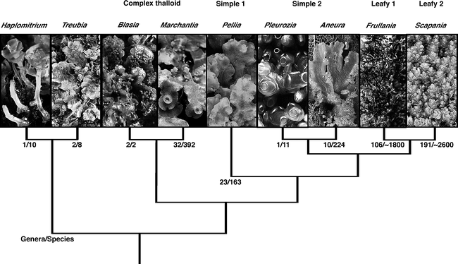 Bryophyte phylogeny: Advancing the molecular and morphological frontiers