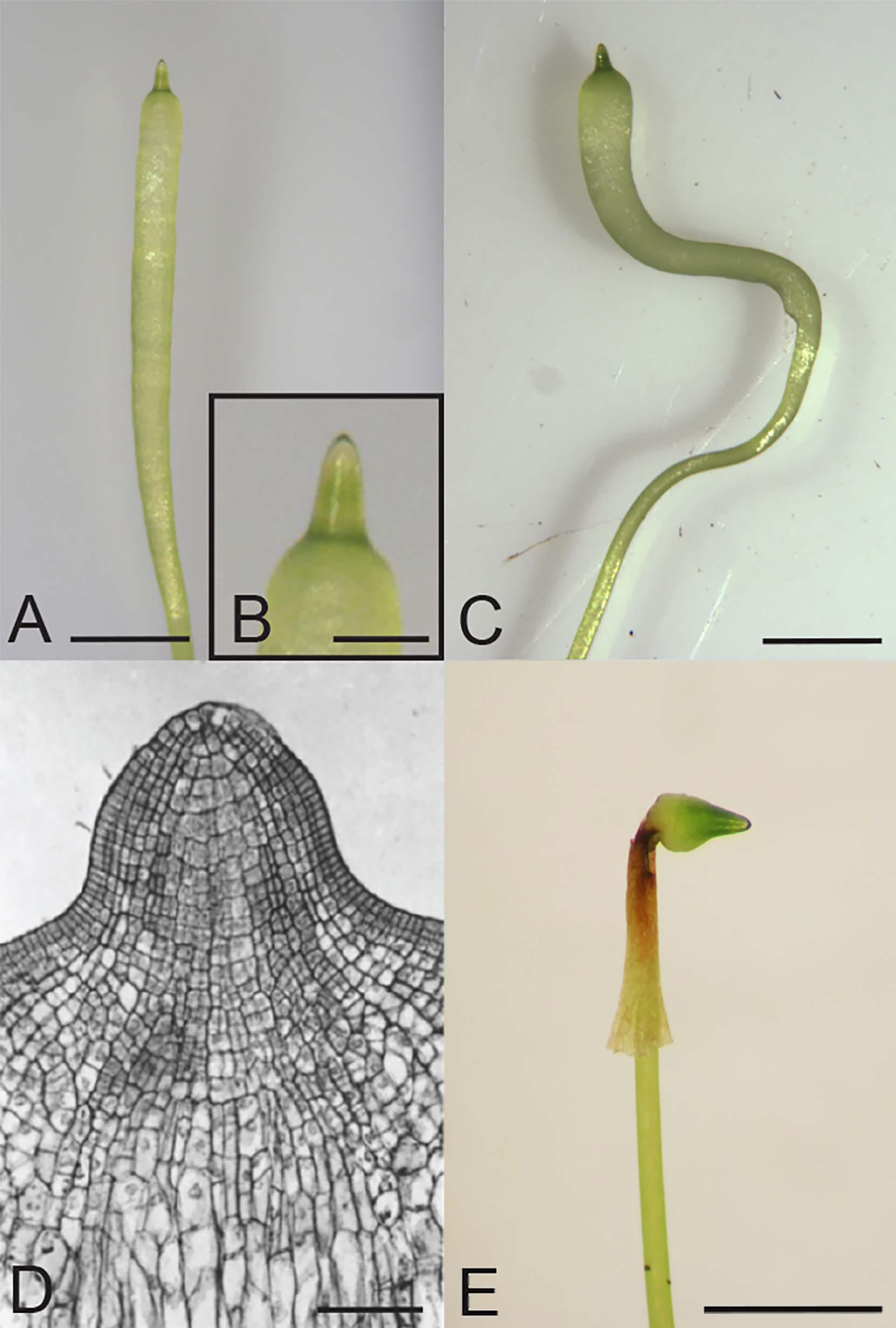 The moss calyptra: A maternal structure influencing offspring development