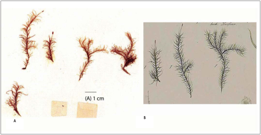 Type Specimens of Taxa Described by C. F. Schwägrichen in the Moss ...