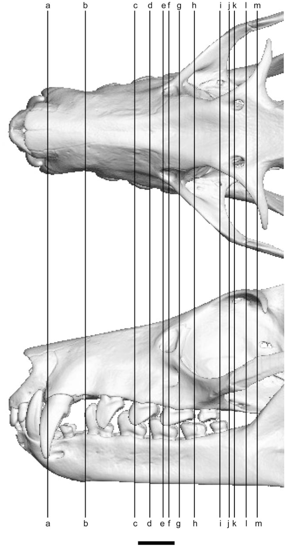 The Internal Nasal Skeleton of the Bat Pteropus lylei K. Andersen, 1908 ...
