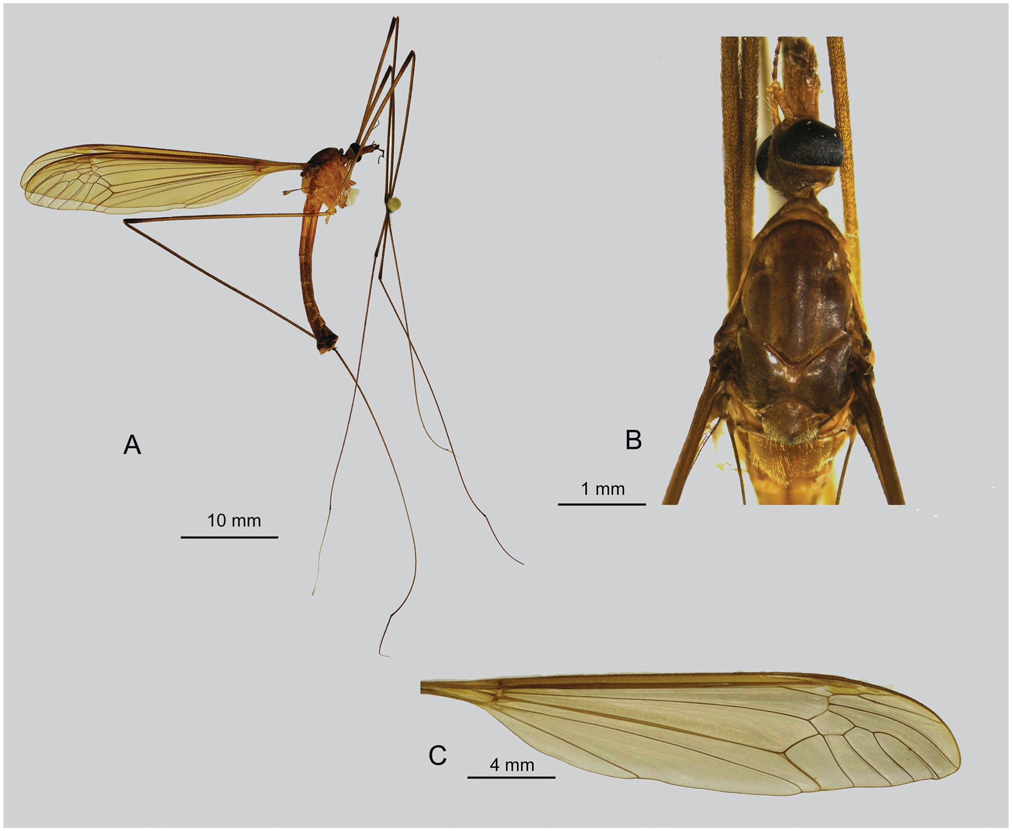 Review of Acutipula Crane Flies of Taiwan, with Descriptions of New ...