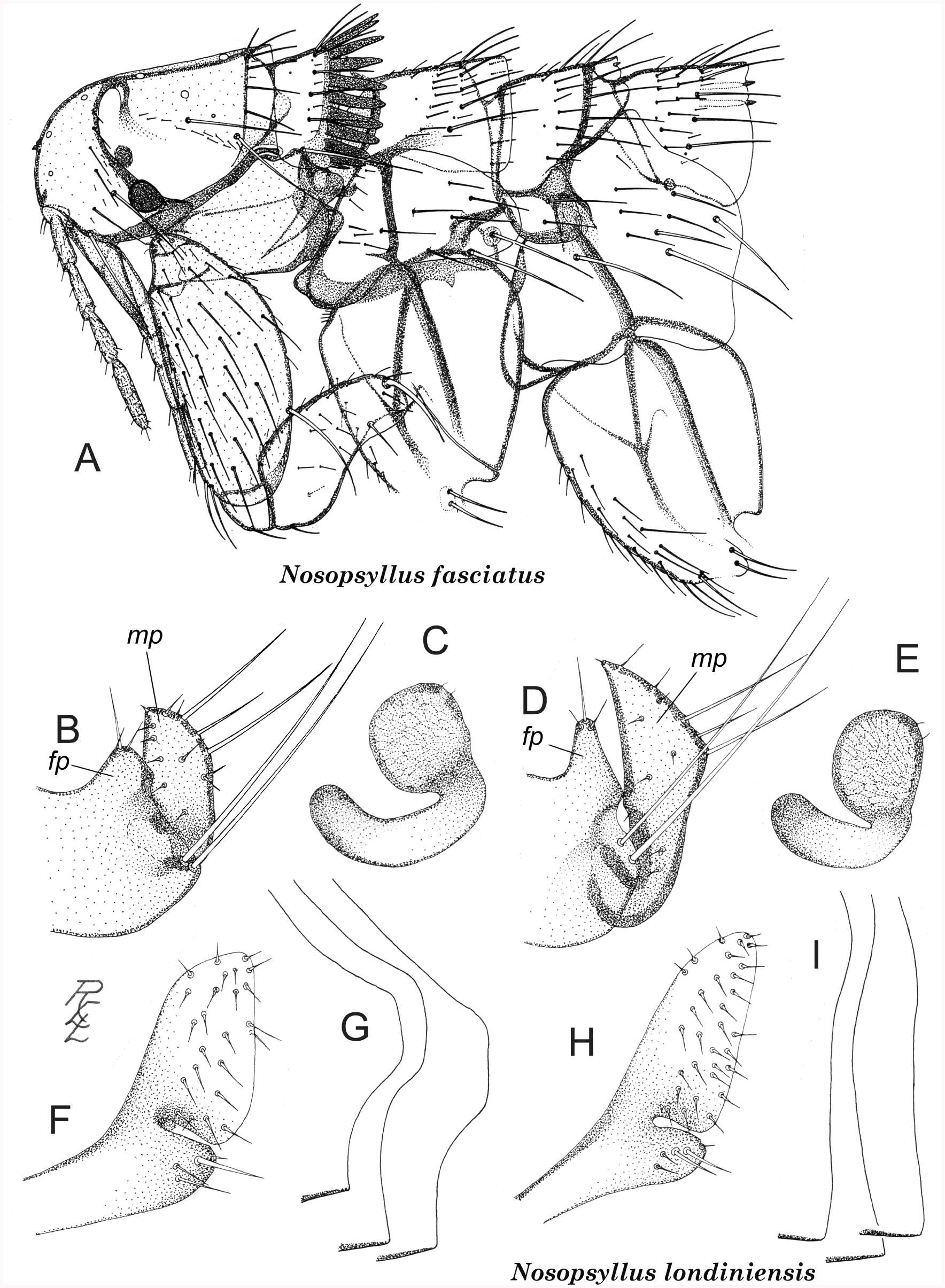 The Siphonaptera of North America North of Mexico, Including Greenland