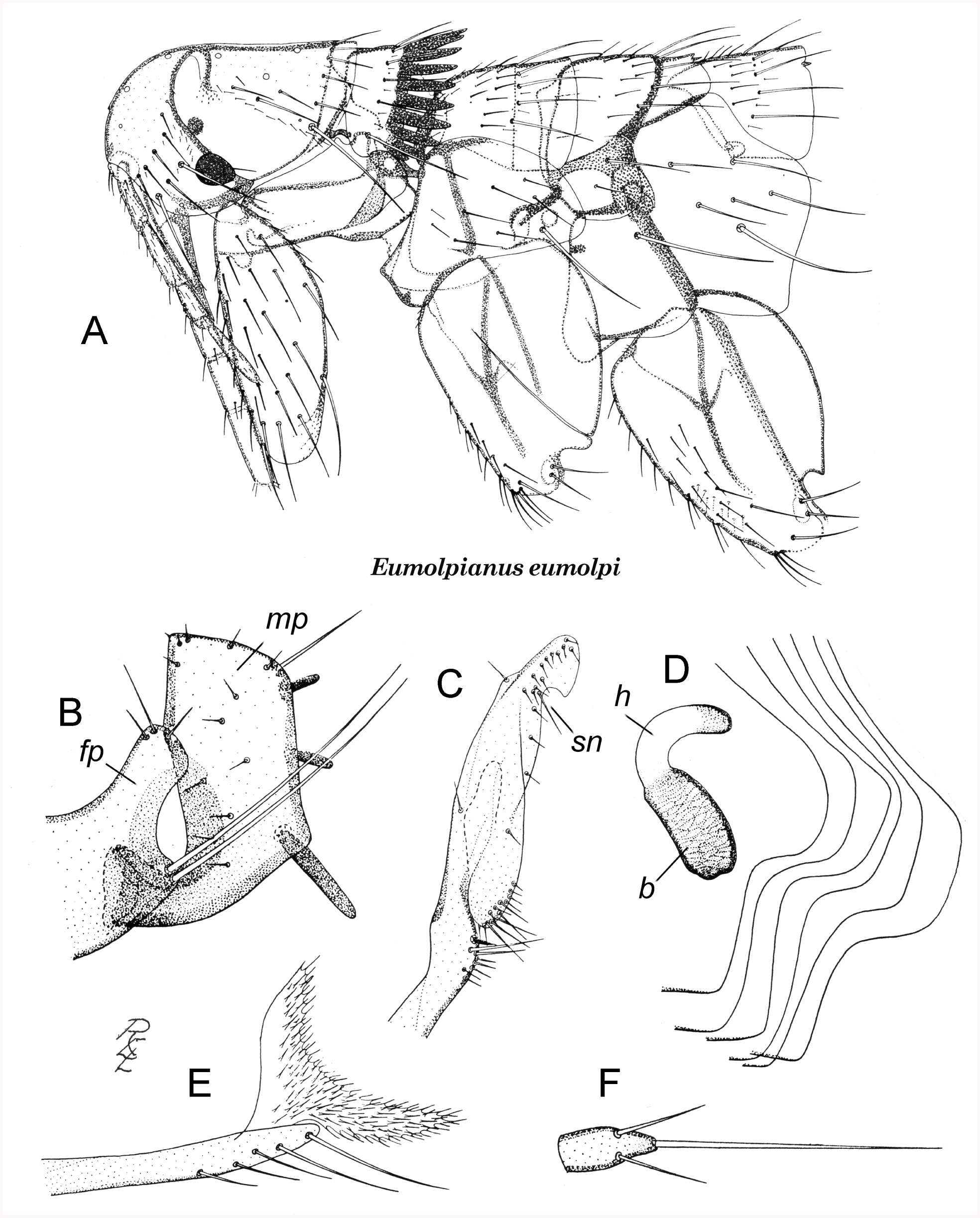 The Siphonaptera of North America North of Mexico, Including Greenland