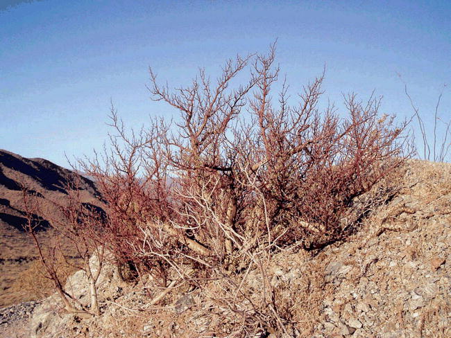 Bursera microphylla in Phoenix, Arizona