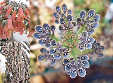 Kalanchoe