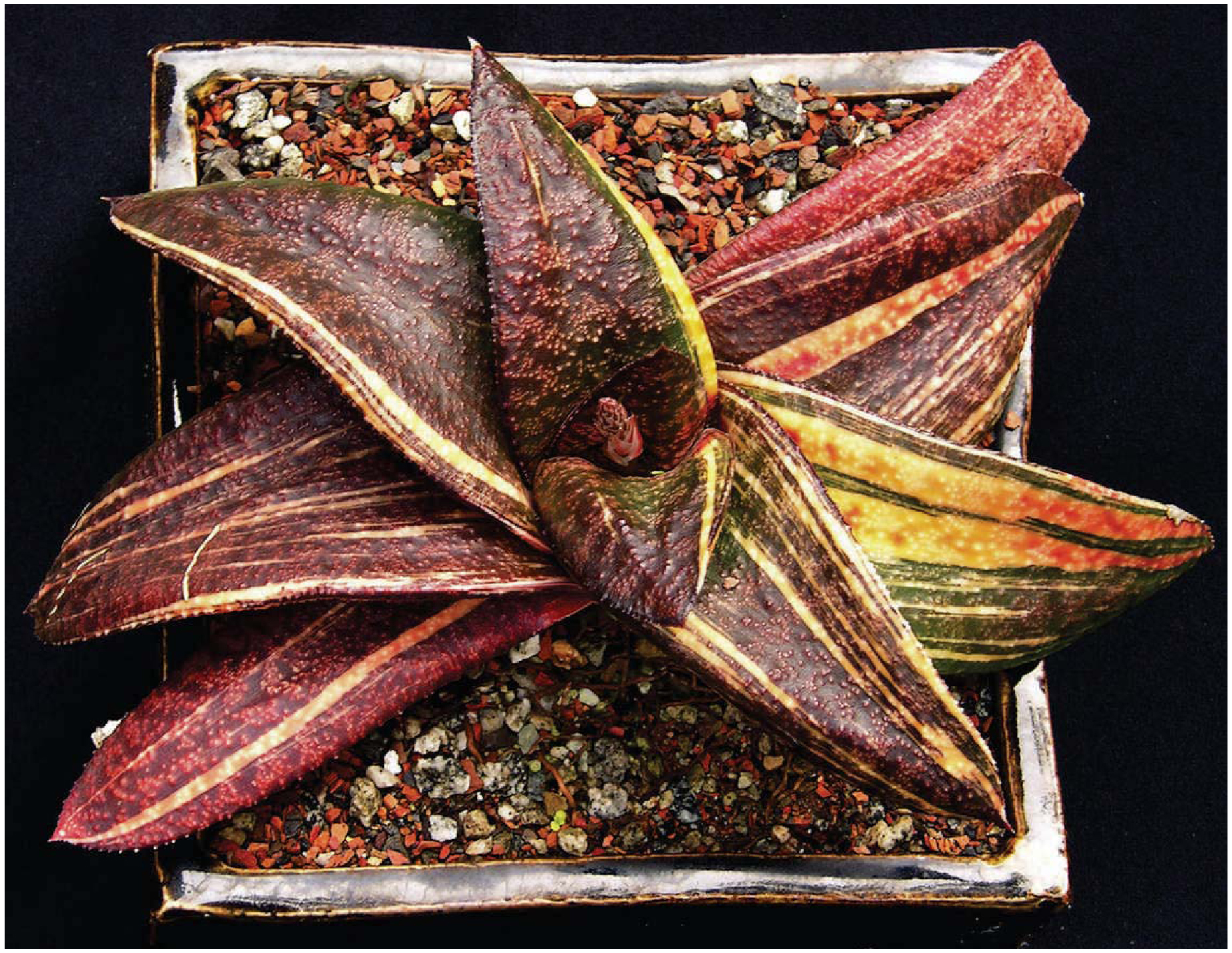 Recent Trends in Gasteria Hybridization